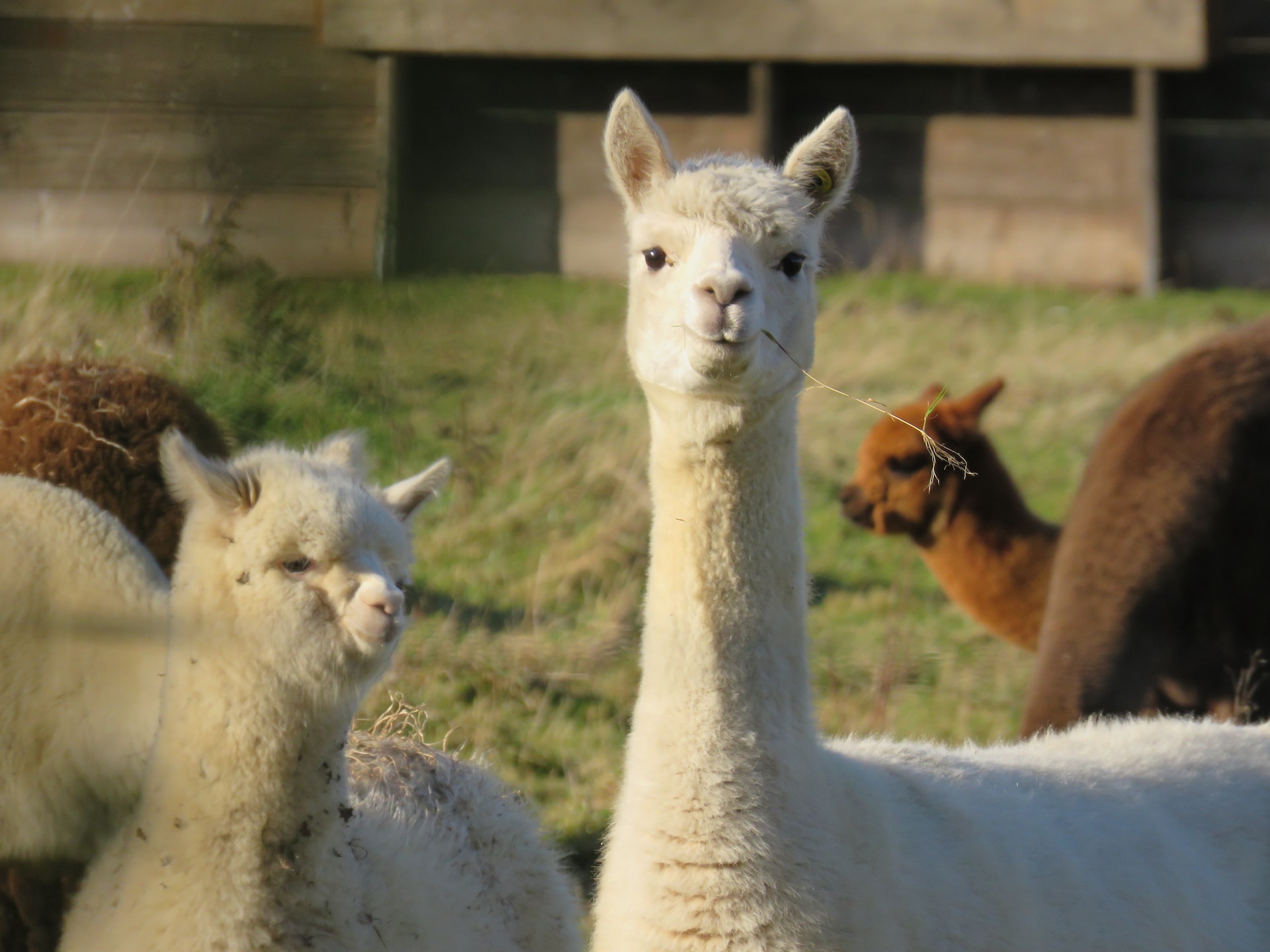 Limin's Machine Learning Lab – How to construct prompts for Llama 2 and ... Limin's Machine Learning Lab – How to construct prompts for Llama 2 and ...